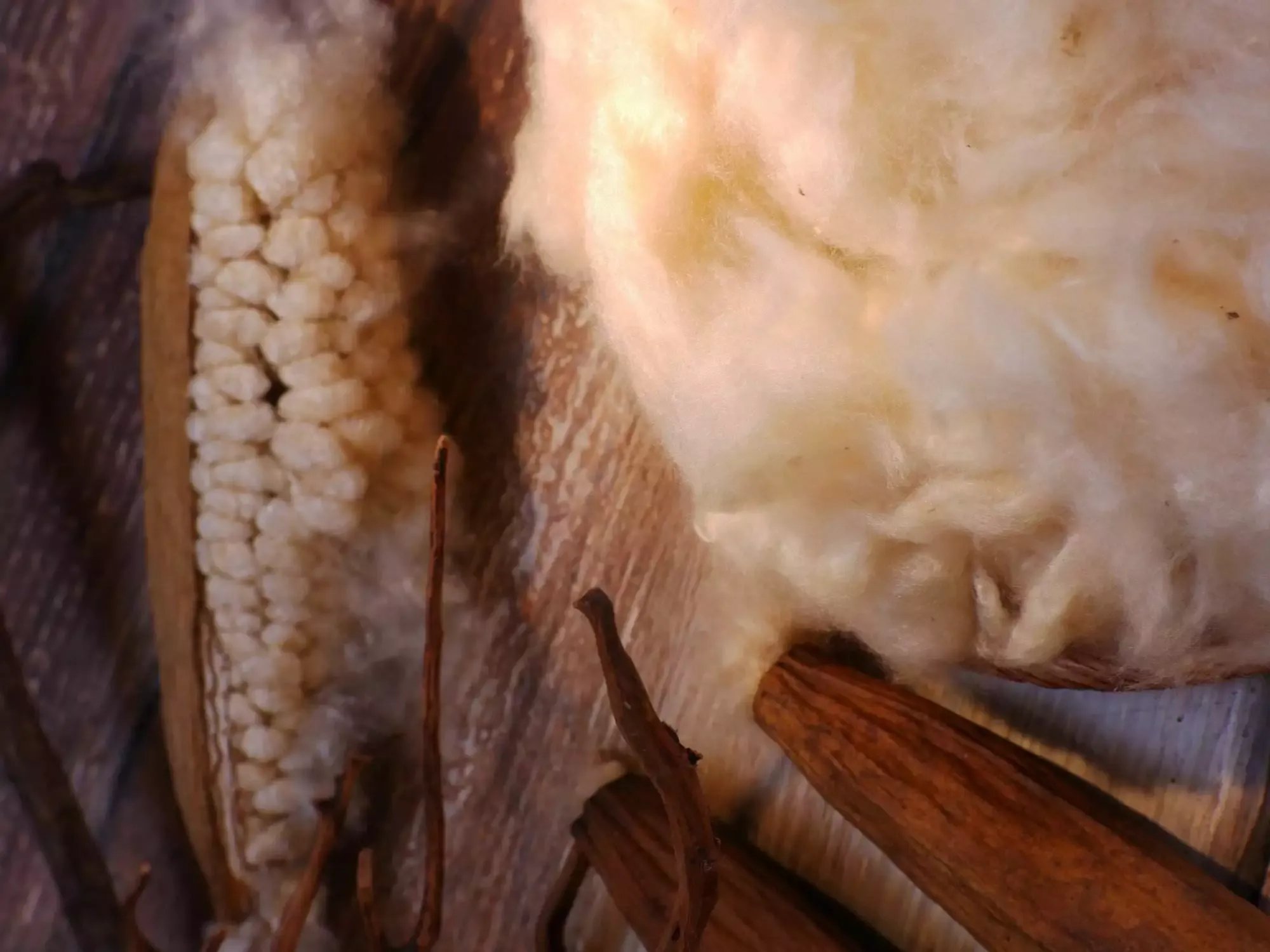 Kapok Indonesia: Natural Fiber for Mattresses, Pillows & Upholstery